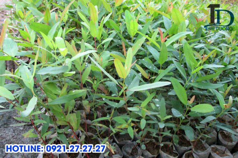 Tìm hiểu về cây bạch đàn, các loại bạch đàn hiện nay và công dụng