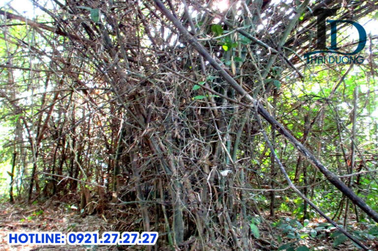 Cây tre gai có đặc điểm gì? Kỹ thuật gây trồng, chăm sóc và khai thác?